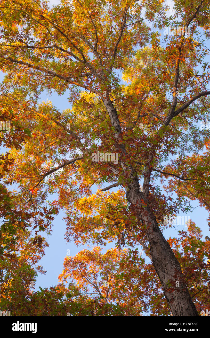 oak trees in autumn, Nine Eagles State Park, Decatur County, Iowa Stock ...