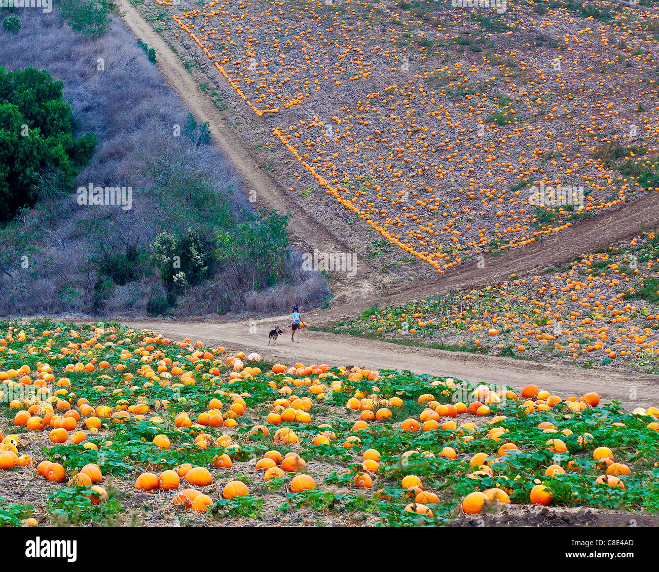 Patch california hi-res stock photography and images - Alamy
