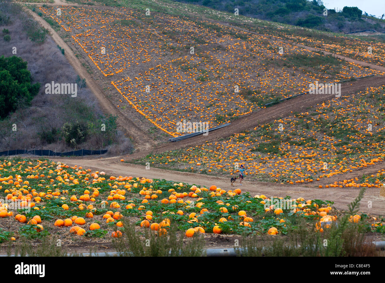 A pumpkin patch near Oxnard California Stock Photo - Alamy