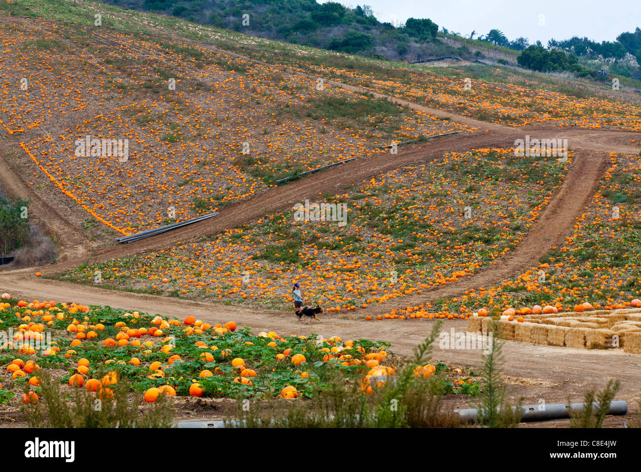 Oxnard california fruit hi-res stock photography and images - Alamy