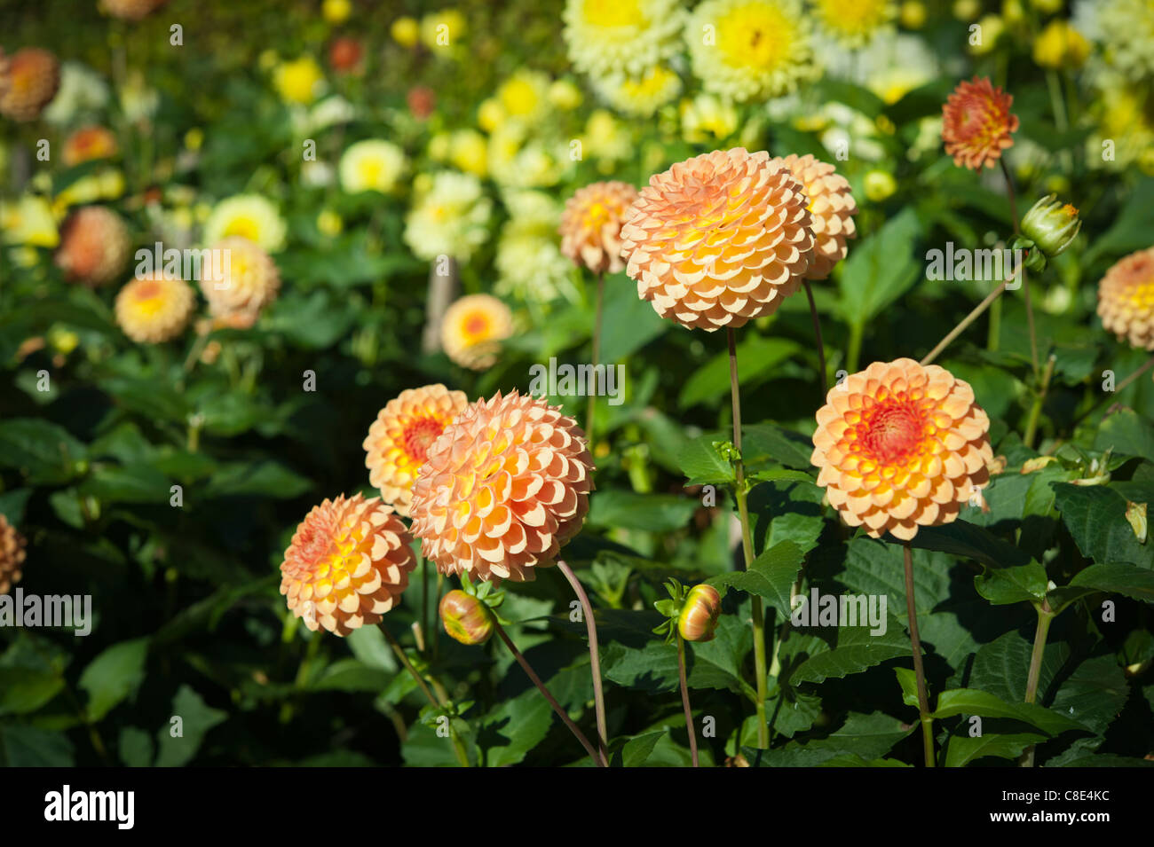 Colourful dahlia flowers in full bloom Stock Photo - Alamy