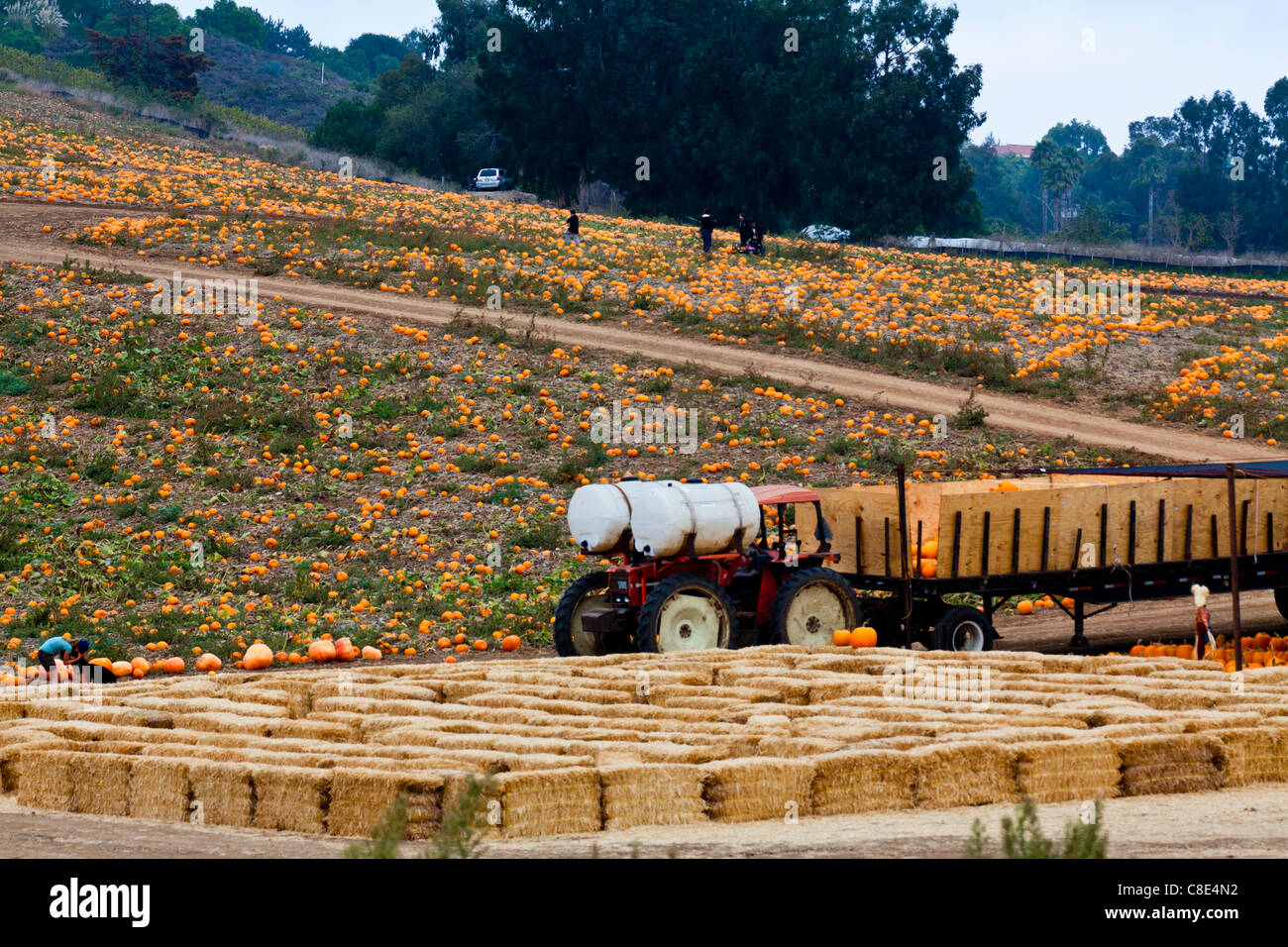 A pumpkin patch near Oxnard California Stock Photo - Alamy