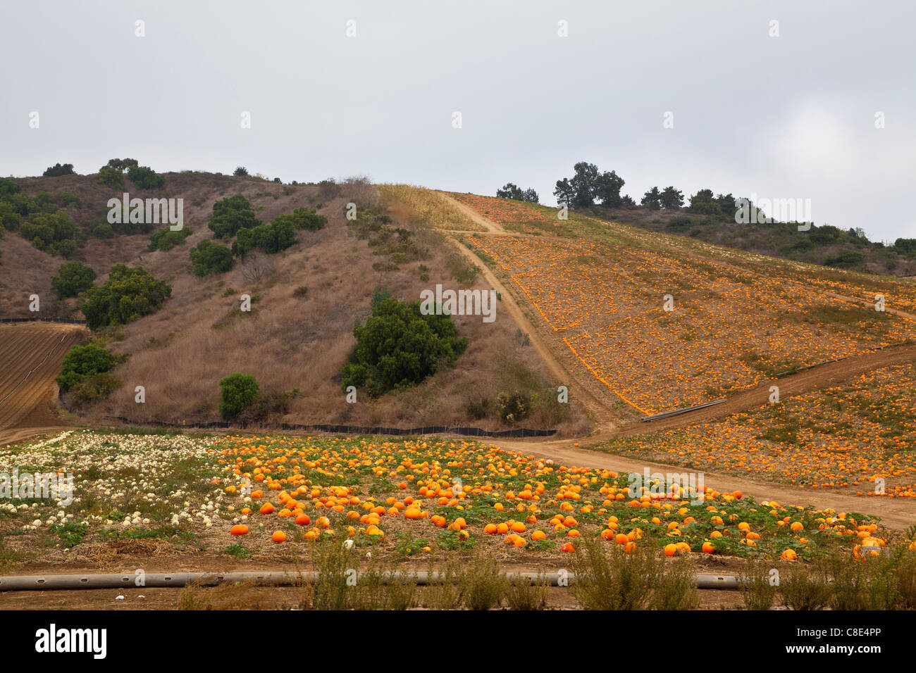 A pumpkin patch near Oxnard California Stock Photo - Alamy