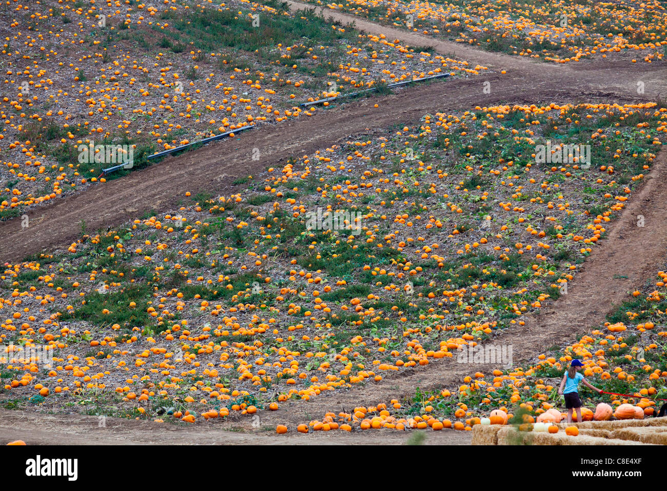 Oxnard california fruit hi-res stock photography and images - Alamy