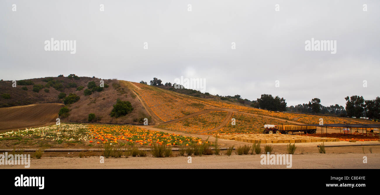 Oxnard california fruit hi-res stock photography and images - Alamy