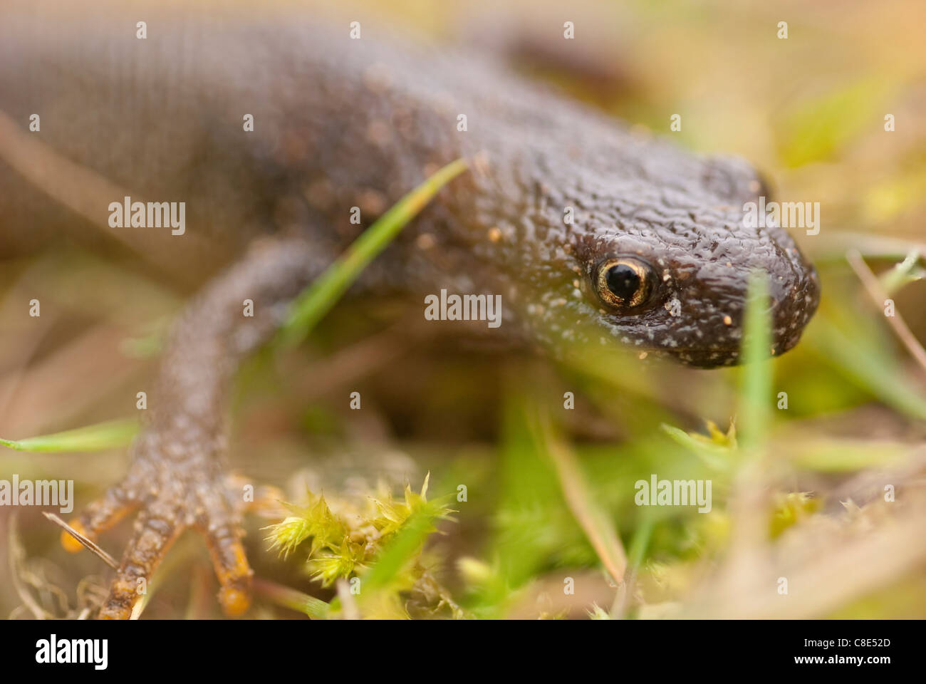 Great Crested Newt Male High Resolution Stock Photography and Images ...