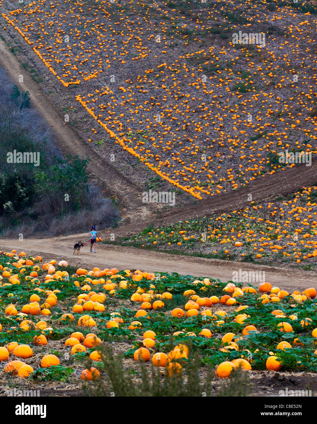 A pumpkin patch near Oxnard California Stock Photo - Alamy