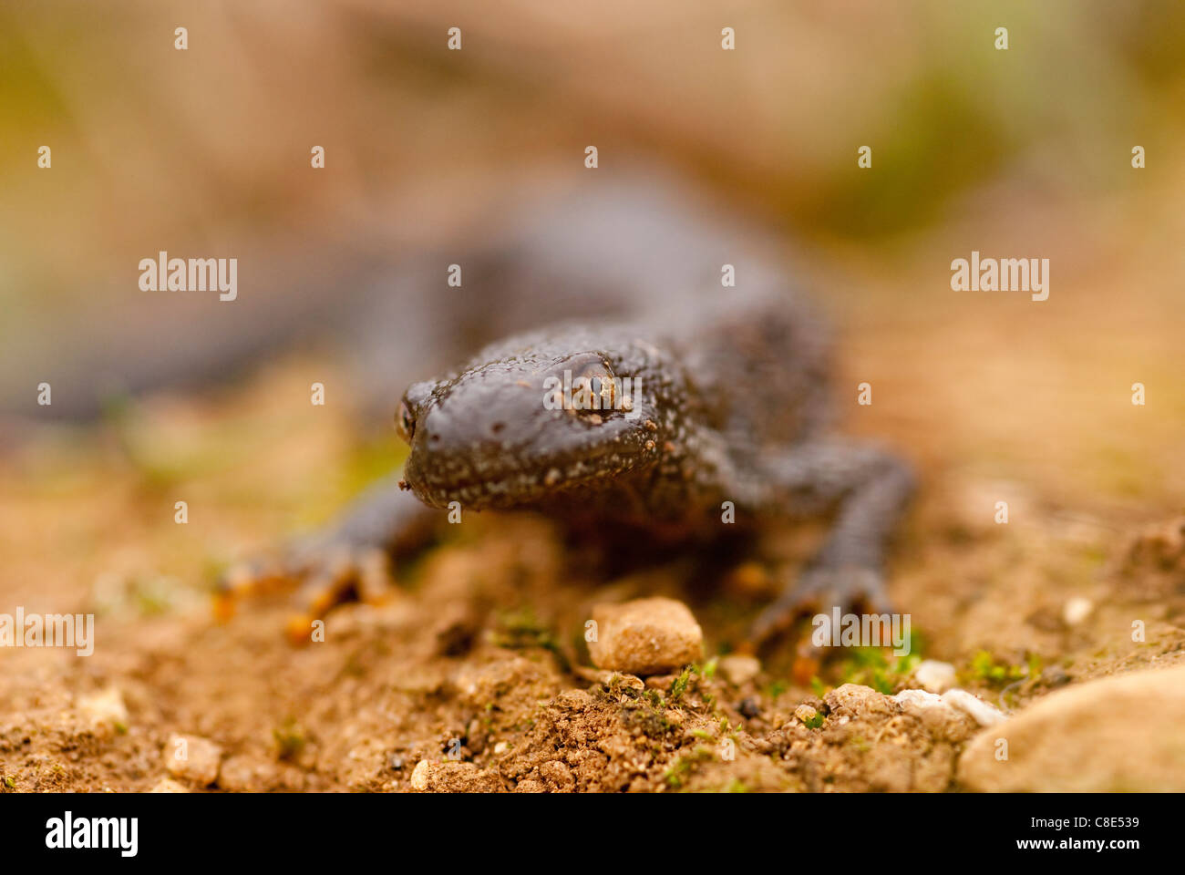 Great Crested Newt Male High Resolution Stock Photography and Images ...