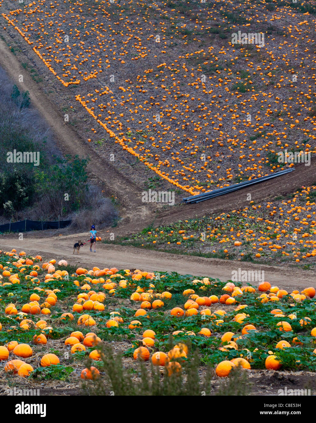 Golden patch hi-res stock photography and images - Alamy