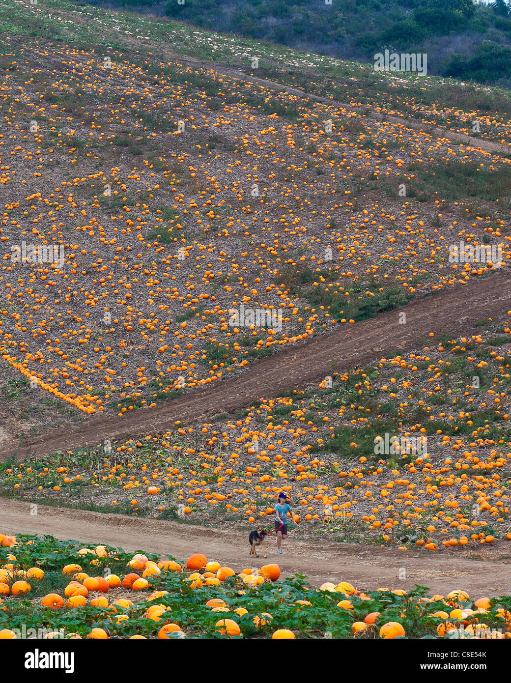 A pumpkin patch near Oxnard California Stock Photo - Alamy