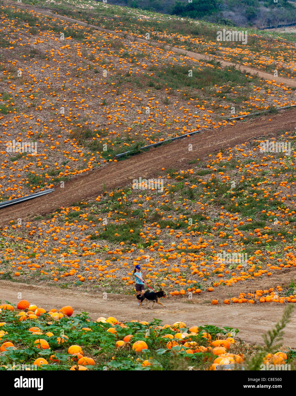 Oxnard california fruit hi-res stock photography and images - Alamy