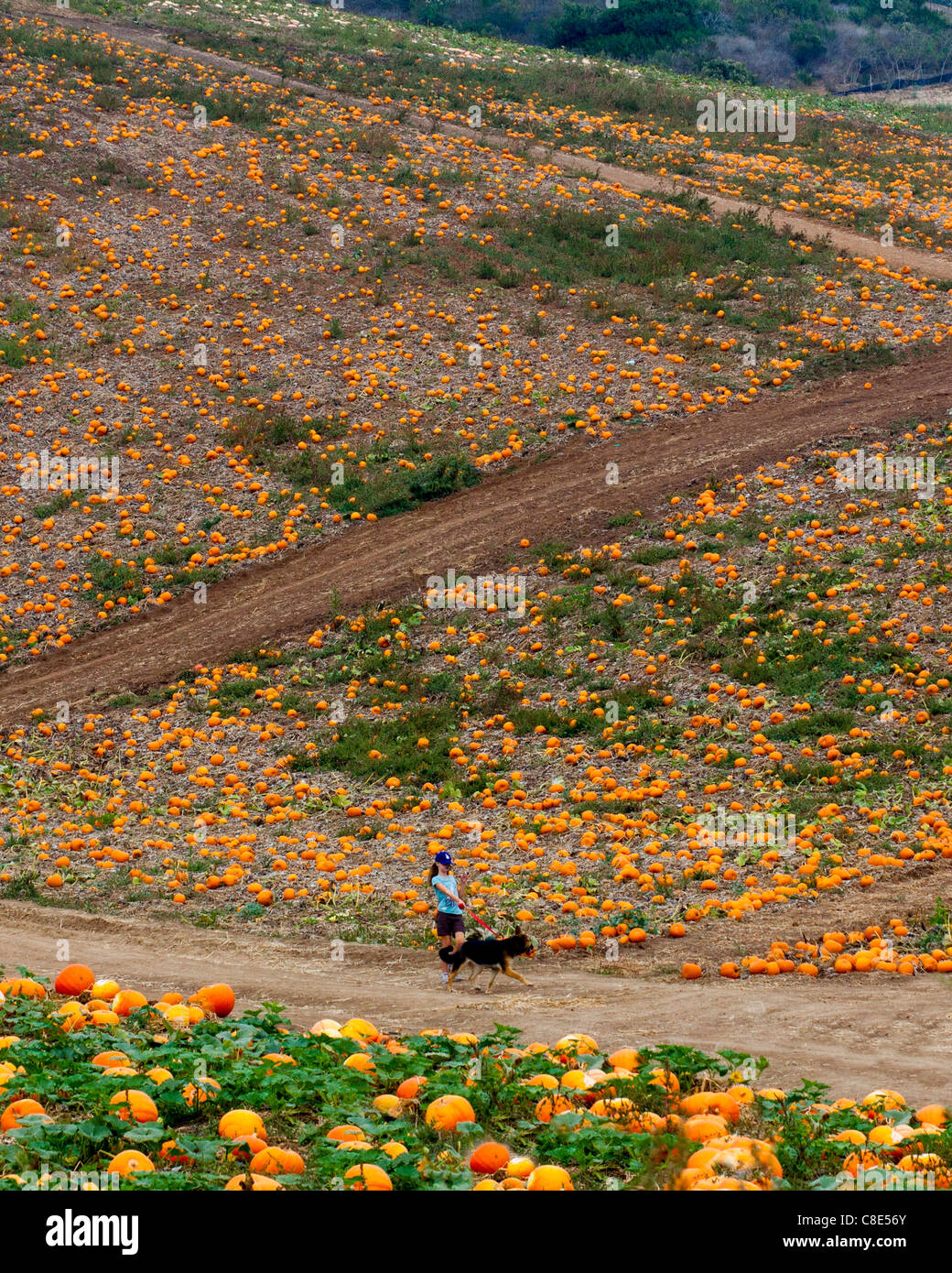Oxnard california fruit hi-res stock photography and images - Alamy