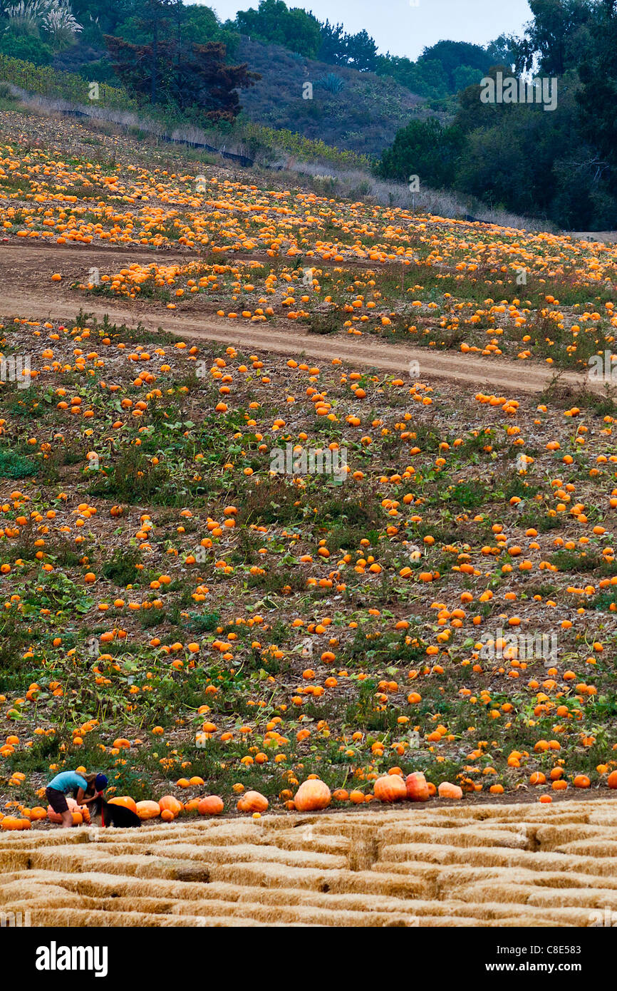 Patch california hi-res stock photography and images - Alamy