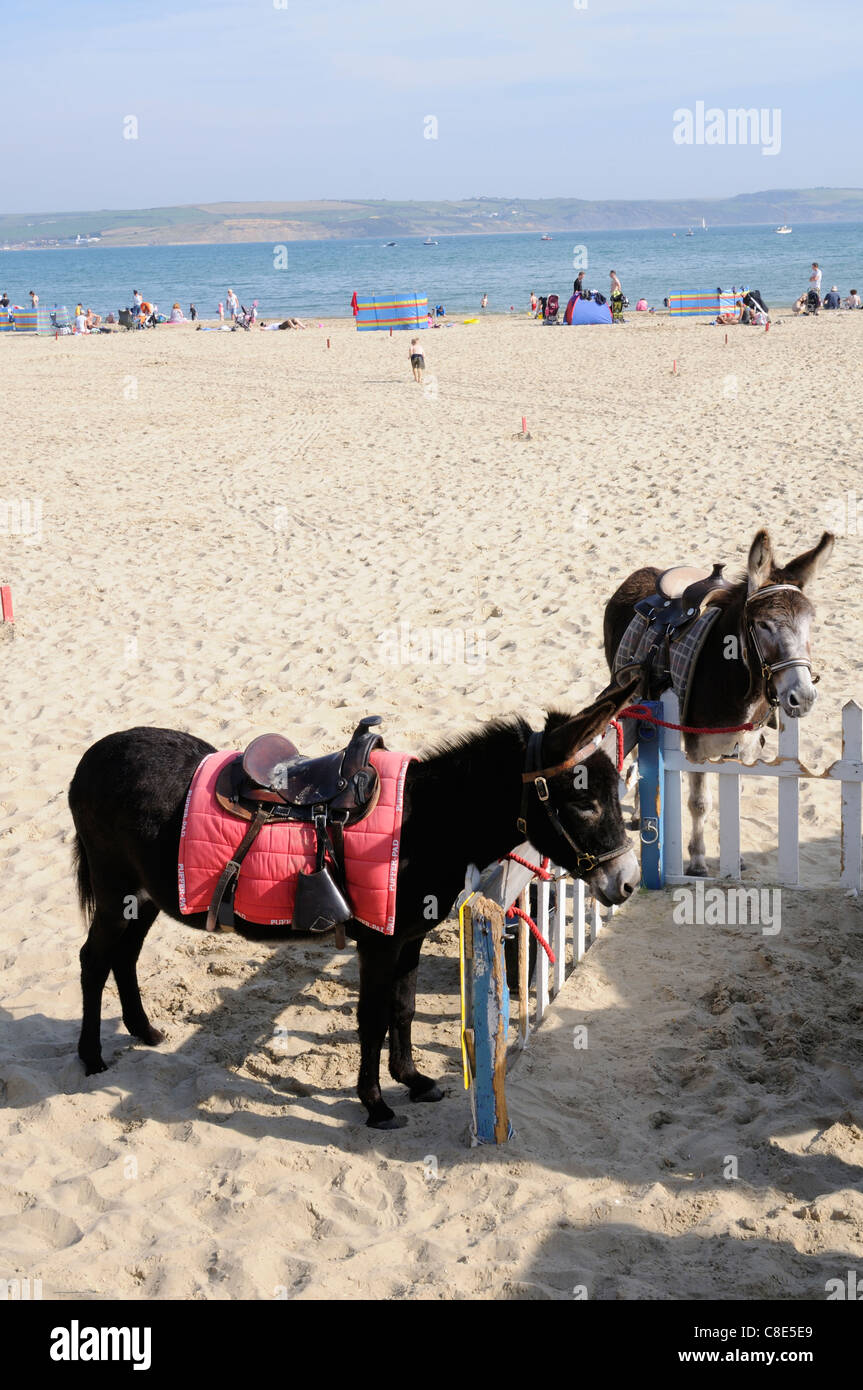 Weymouth Donkey Stock Photos & Weymouth Donkey Stock Images - Alamy