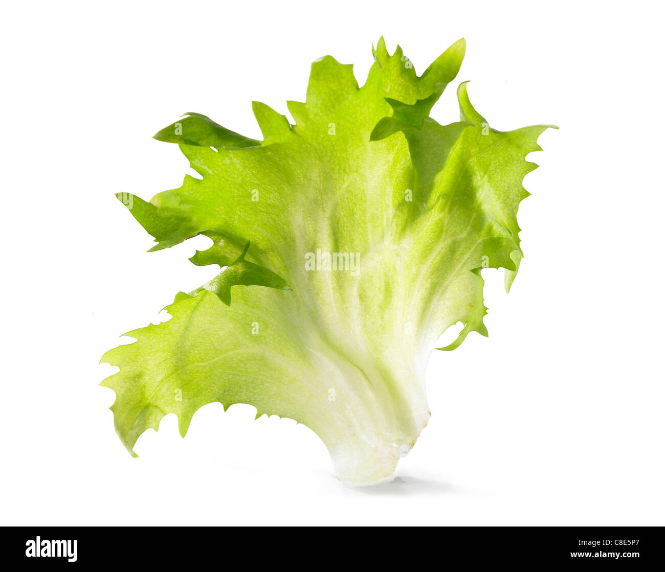 Endive cut out hi-res stock photography and images - Alamy
