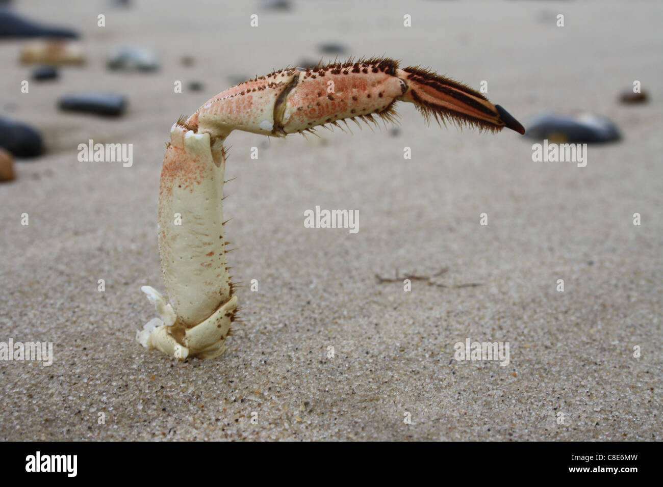 Crab claw hi-res stock photography and images - Alamy