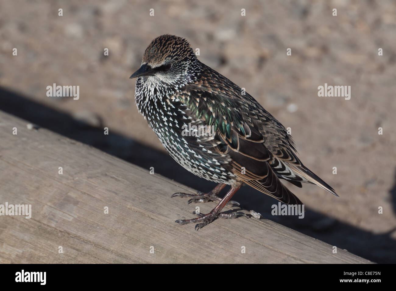Starling in autumn hi-res stock photography and images - Alamy