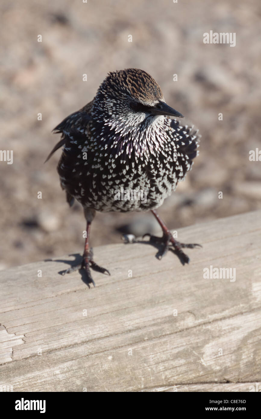 Starling in autumn hi-res stock photography and images - Alamy