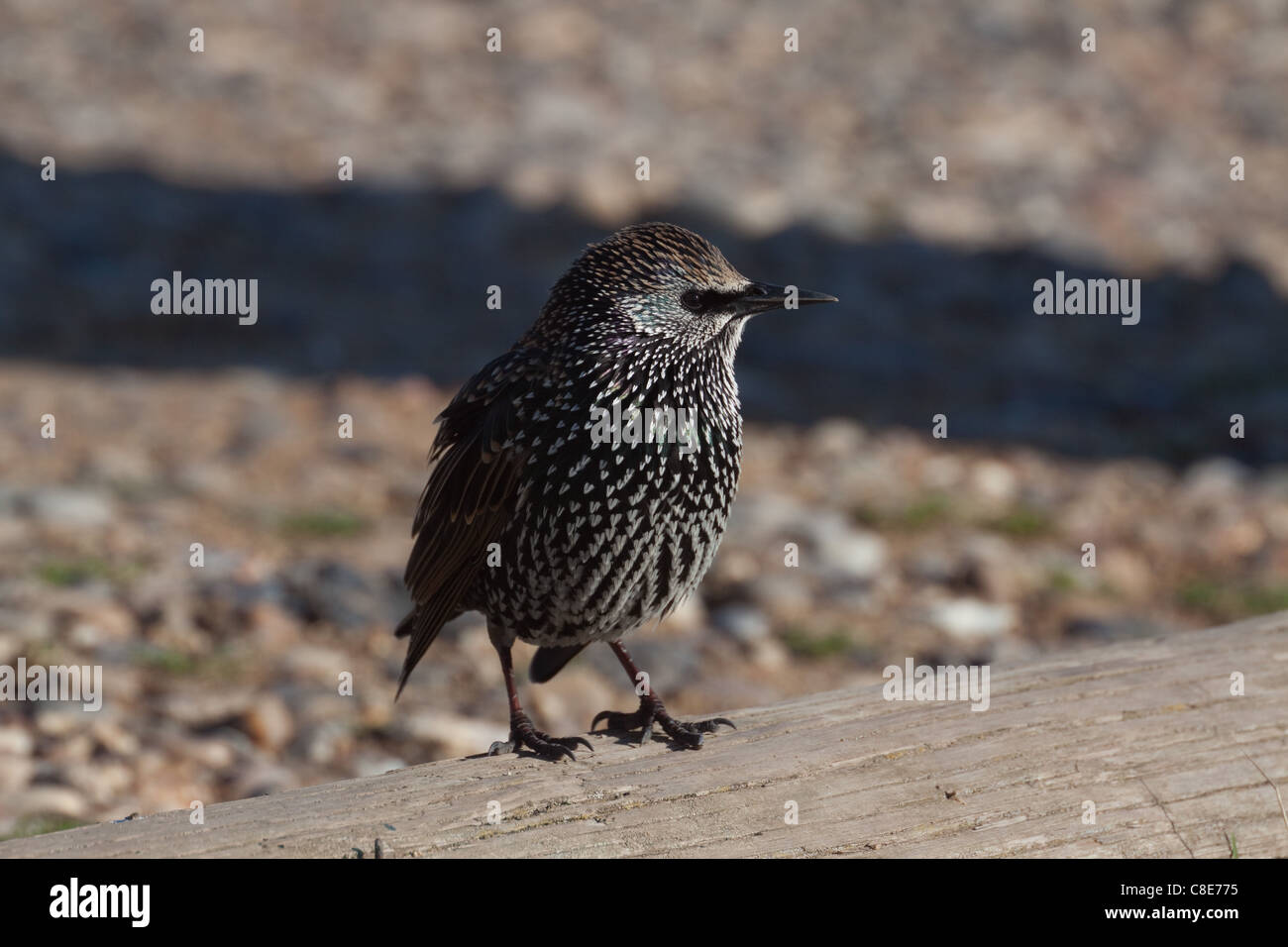 Starling, Sturnus vulgaris in autumn Stock Photo - Alamy