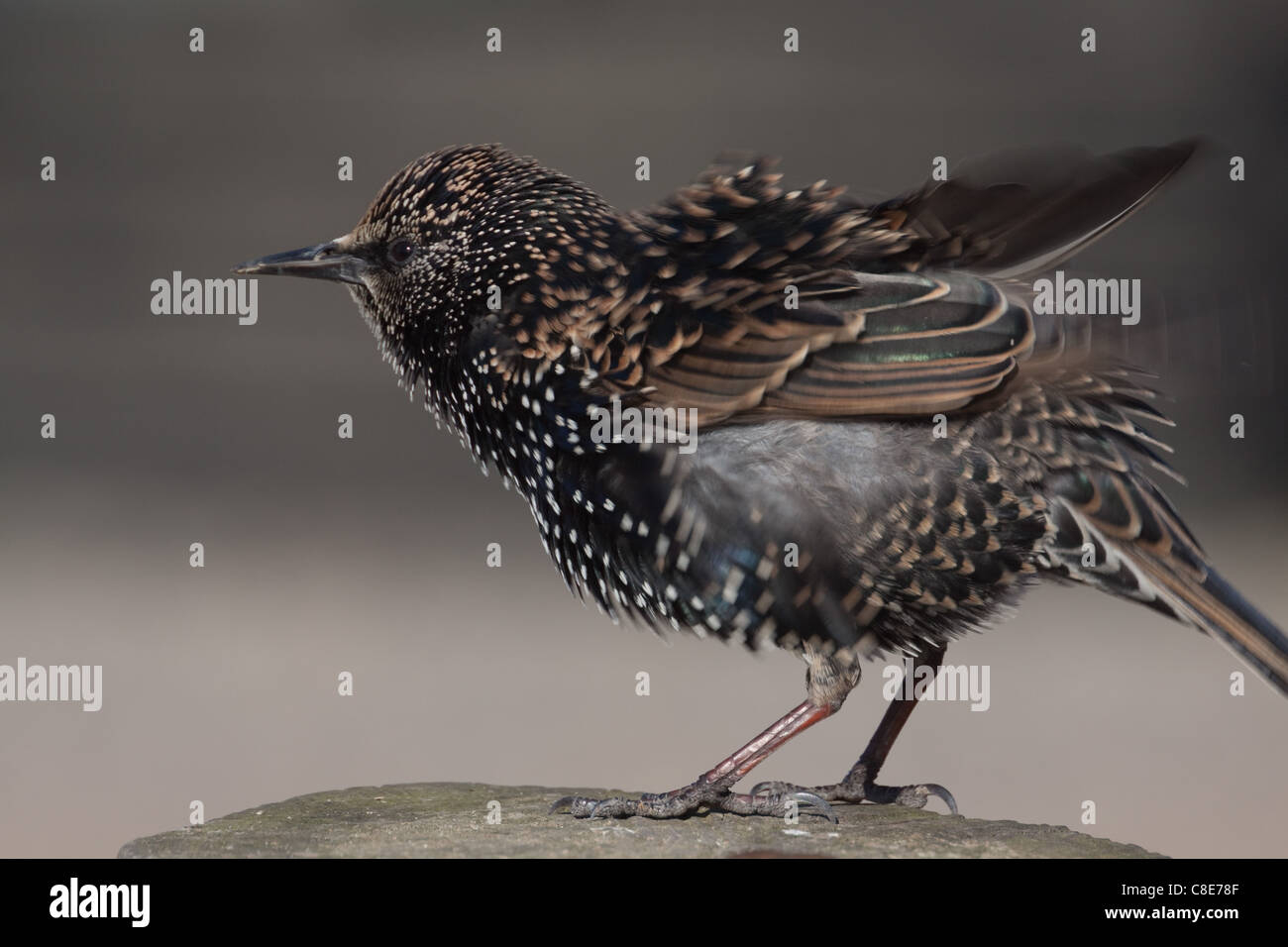 Starling, Sturnus vulgaris in autumn Stock Photo - Alamy