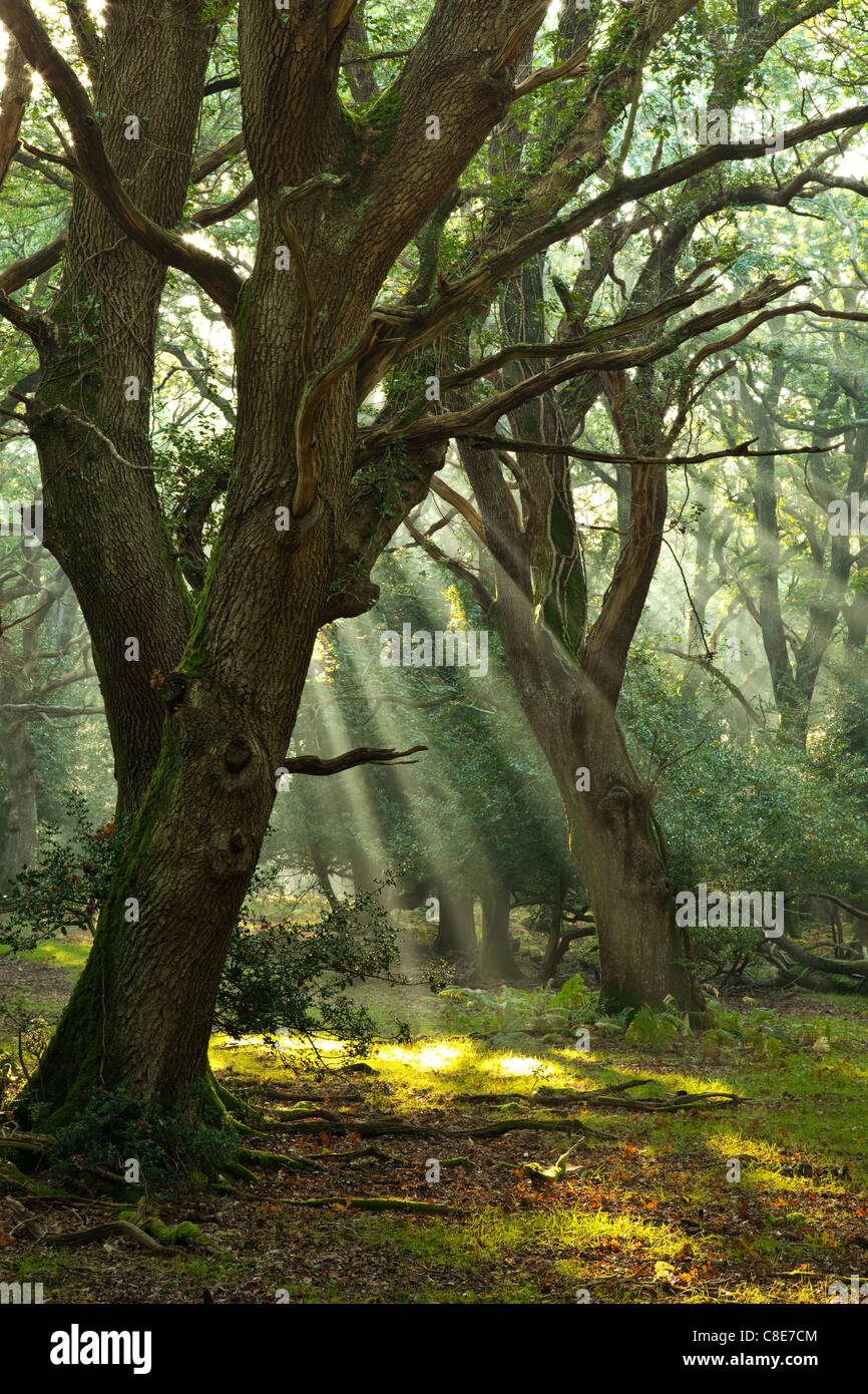 Woods sunlight uk landscape hi-res stock photography and images - Alamy