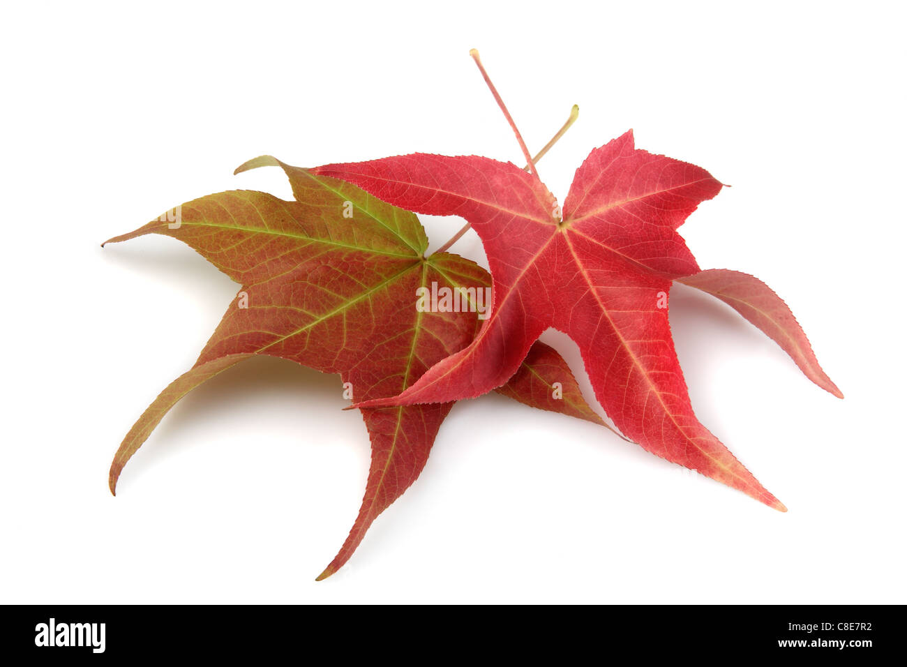 Fall maple leaves on white background Stock Photo - Alamy