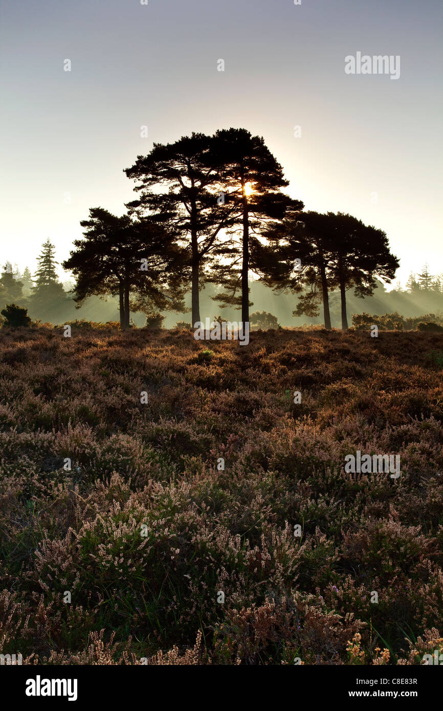 Scots pine trees hi-res stock photography and images - Alamy