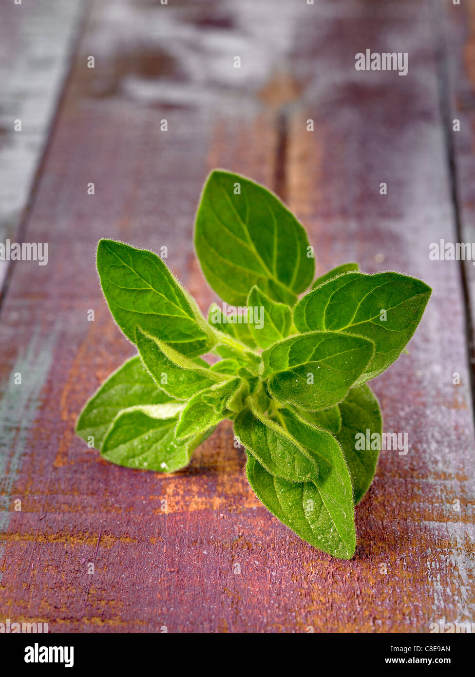 With oregano hi-res stock photography and images - Alamy