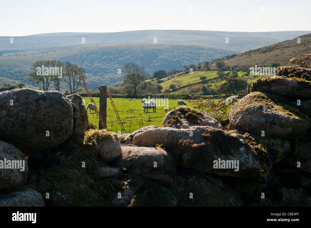 Dry stone wall sheep hi-res stock photography and images - Alamy