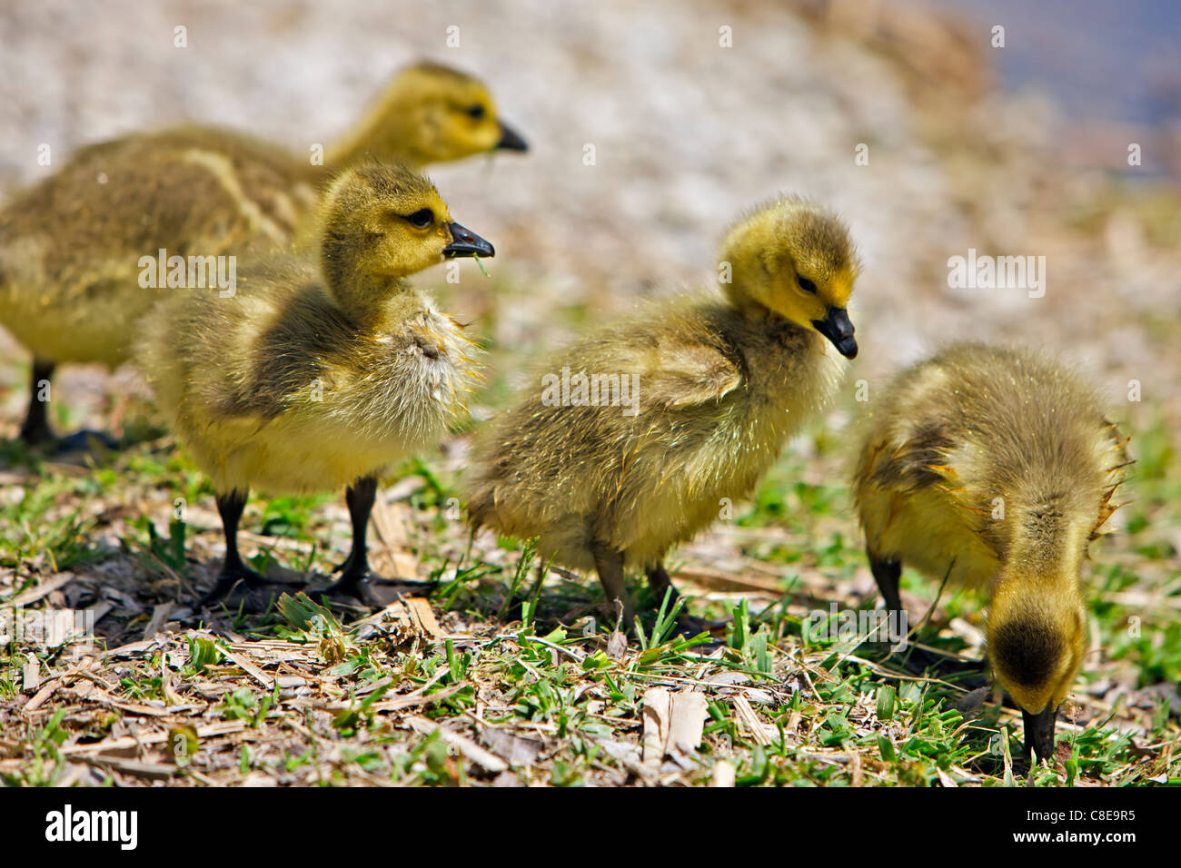 Canada geese cute baby bird hi-res stock photography and images - Alamy