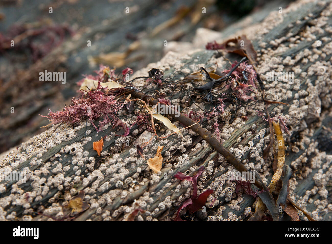 Barnacles beach hi-res stock photography and images - Alamy