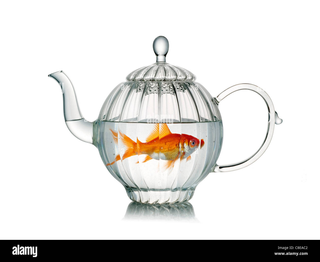 Goldfish in a glass teapot Stock Photo - Alamy