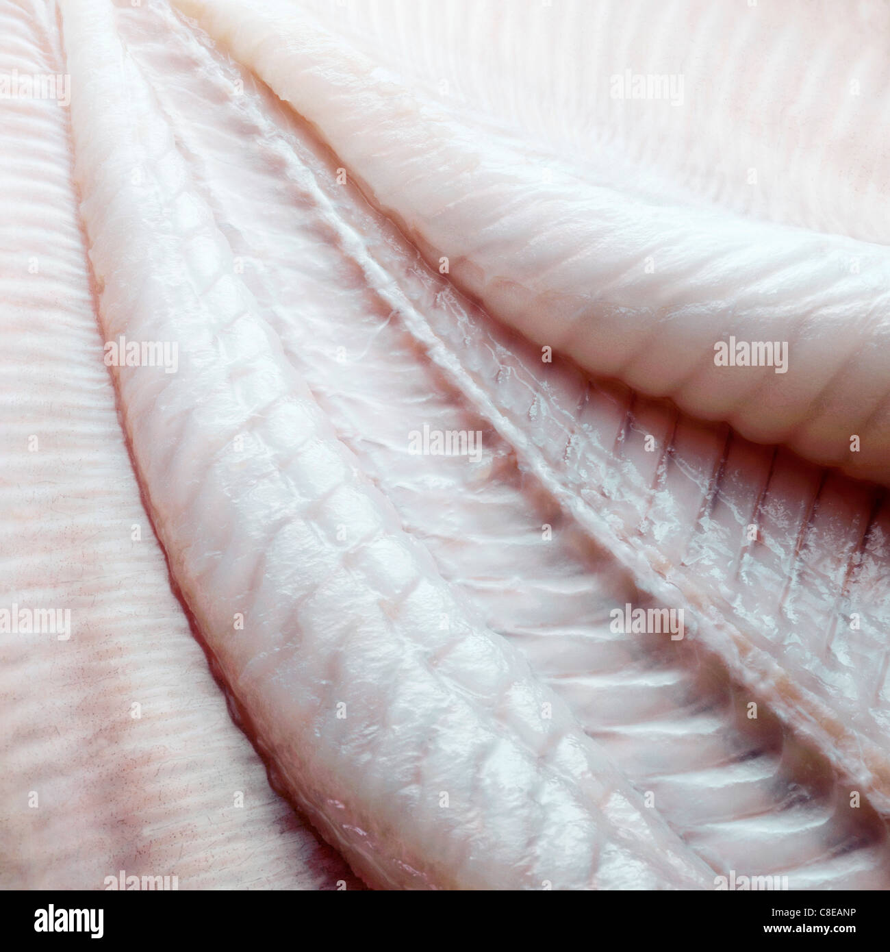 Raw sole fillets Stock Photo - Alamy