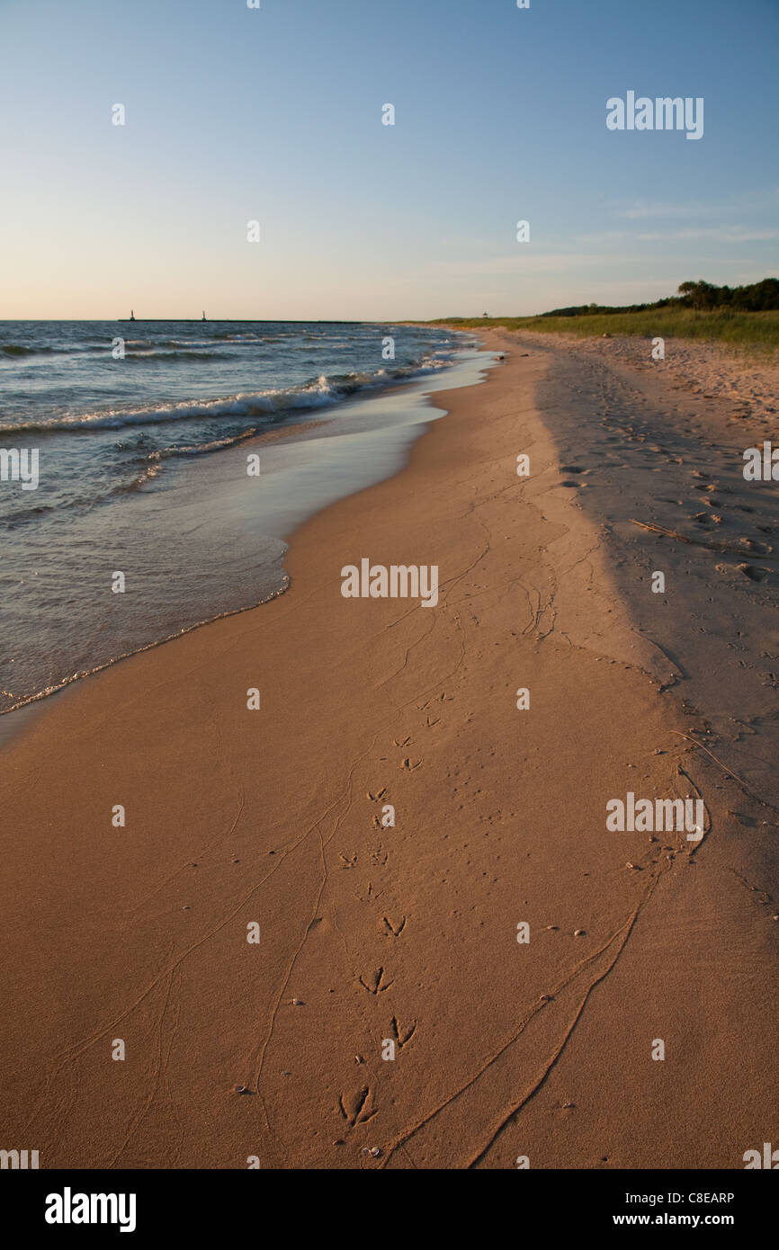 Bird prints on beach, evening Lake Michigan Michigan USA Stock Photo ...