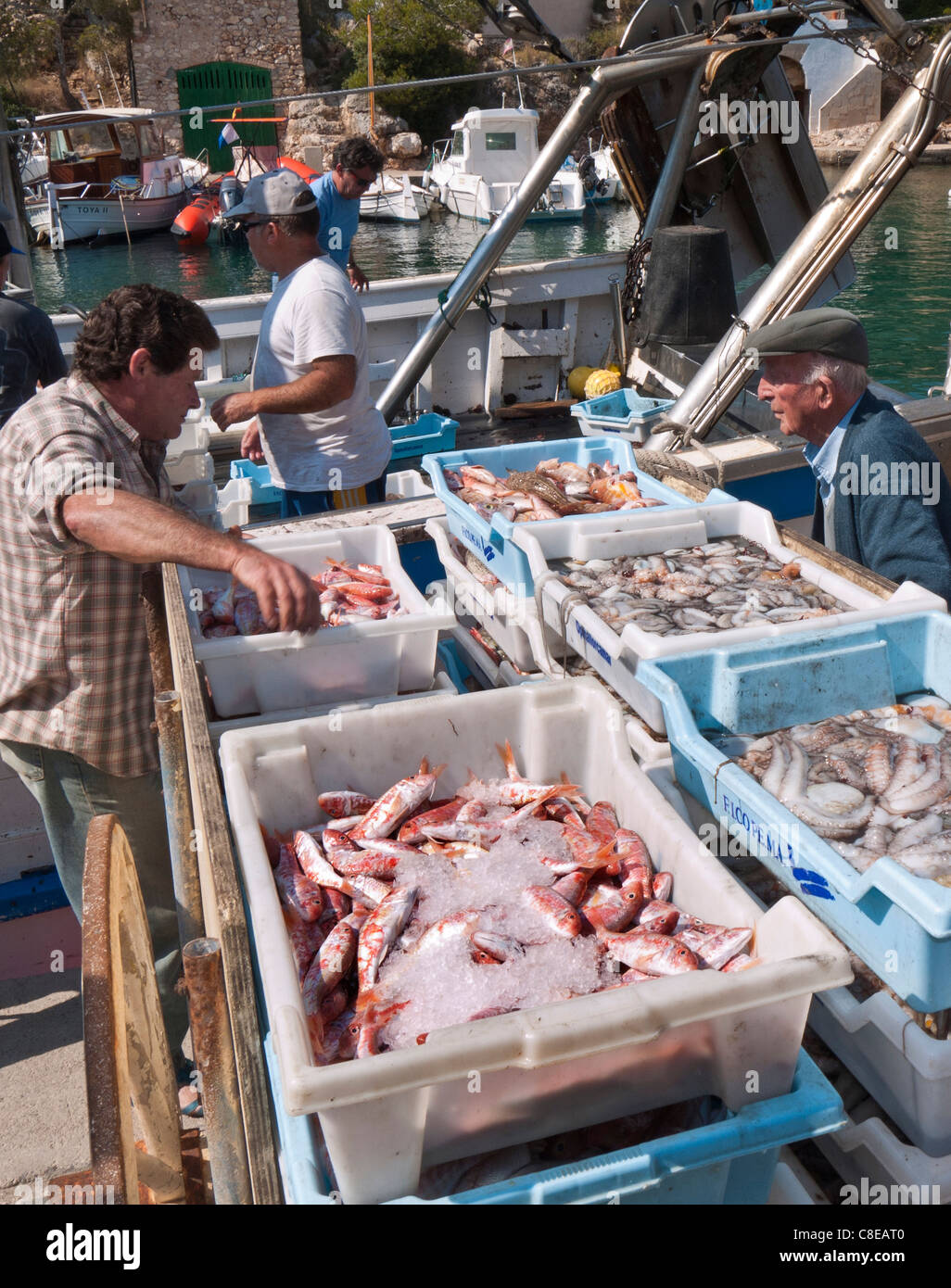 Mallorca fresh fishing catch Fishermen sorting packing and unloading ...
