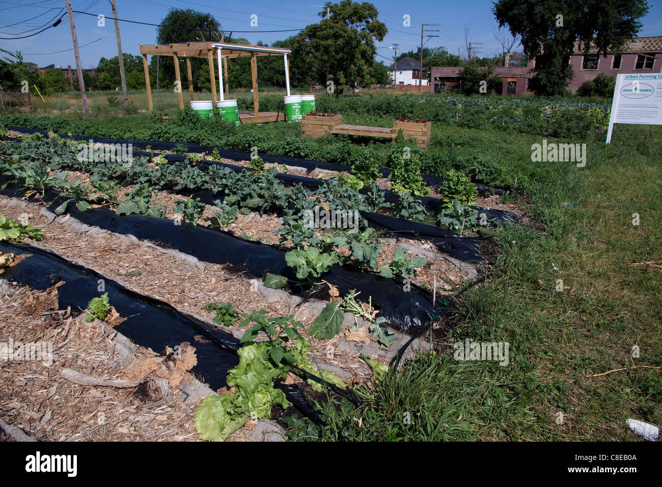 Urban garden northwest side of Detroit Michigan USA Stock Photo - Alamy