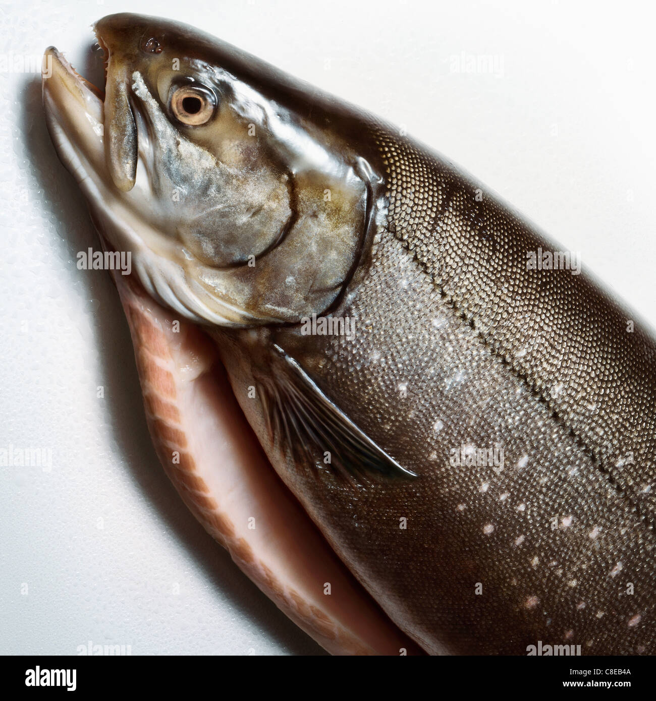 Raw char lakefish Stock Photo - Alamy