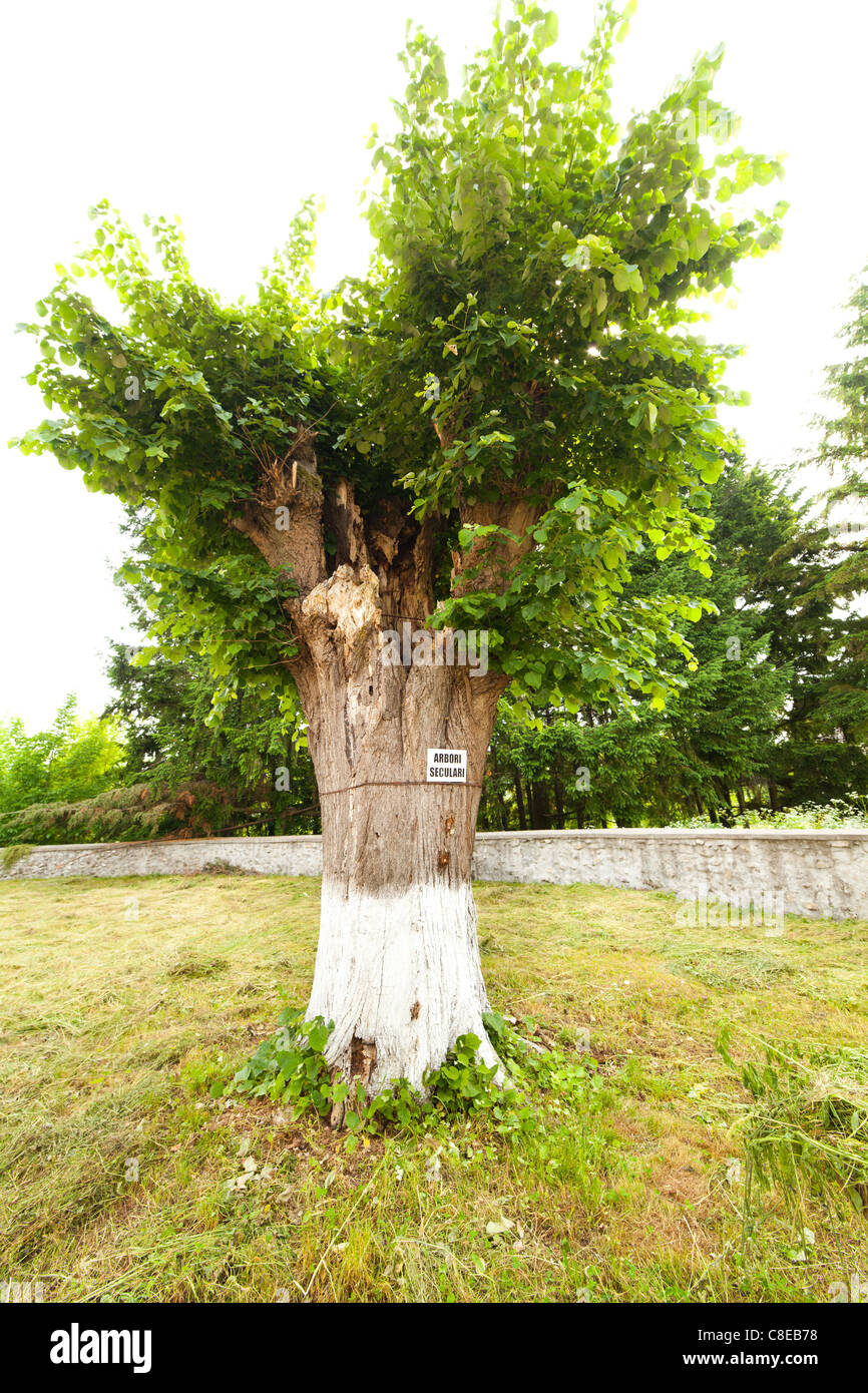 Centennial stump hi-res stock photography and images - Alamy