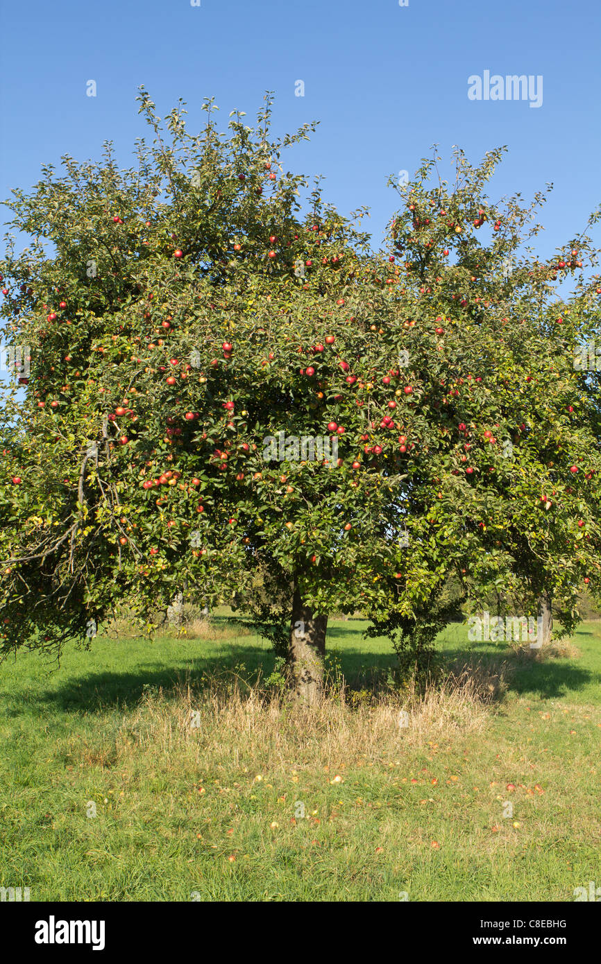 big apple tree Stock Photo - Alamy
