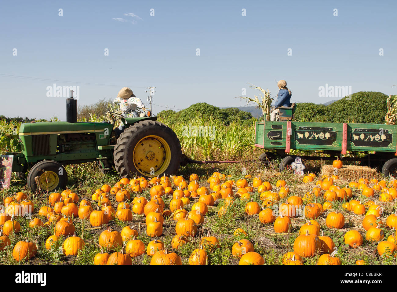 Tractor and Trailer on Pumpkin Patch Field on a Sunny Day Stock Photo ...