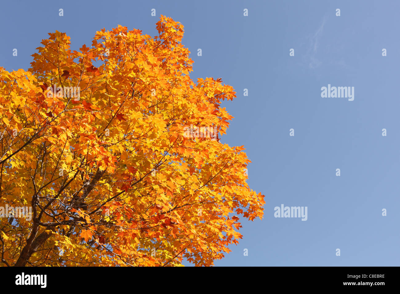Tree leaves maple colors hi-res stock photography and images - Alamy