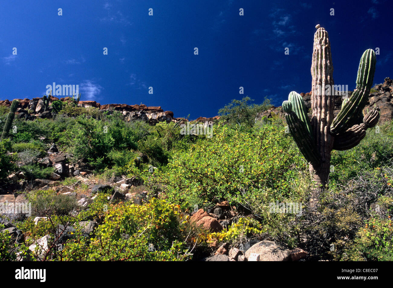 Xeric habitat hi-res stock photography and images - Alamy