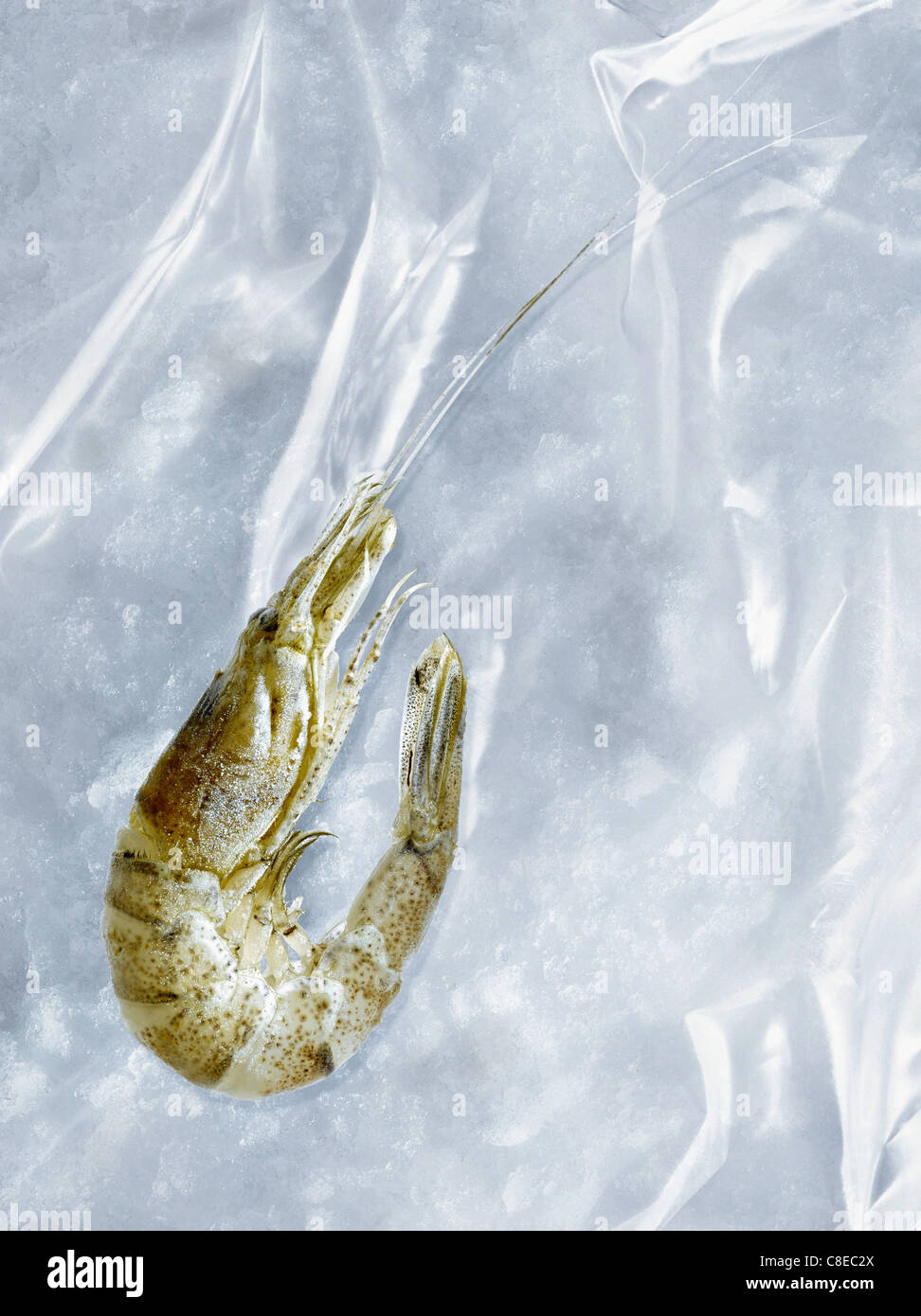 Frozen grey prawn Stock Photo - Alamy
