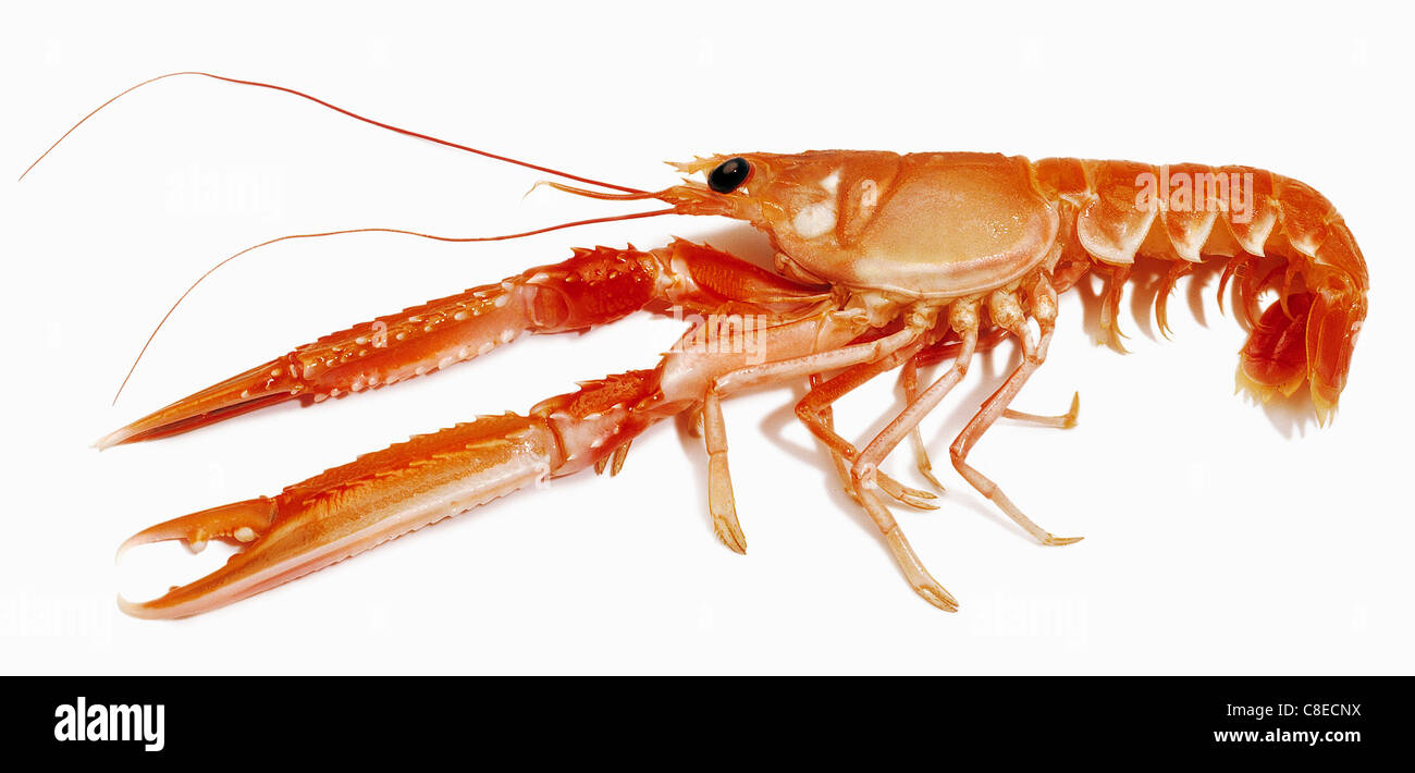 Cut-out Dublin Bay prawns Stock Photo - Alamy