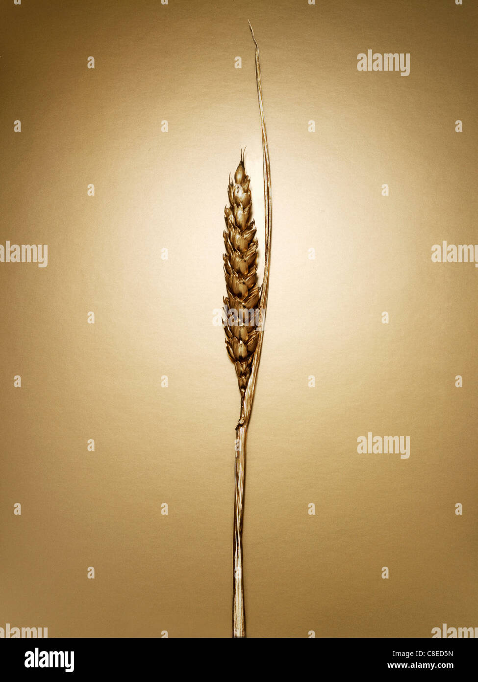 Ear of wheat Stock Photo - Alamy