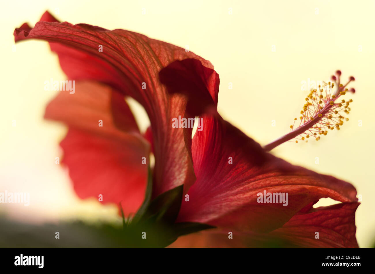 Giant yellow hibiscus hi-res stock photography and images - Alamy