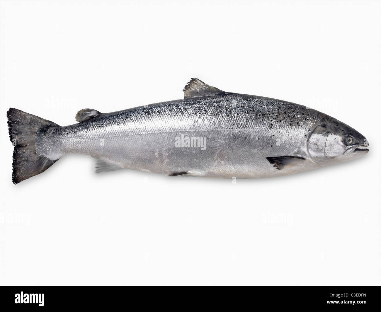 Whole salmon hi-res stock photography and images - Alamy