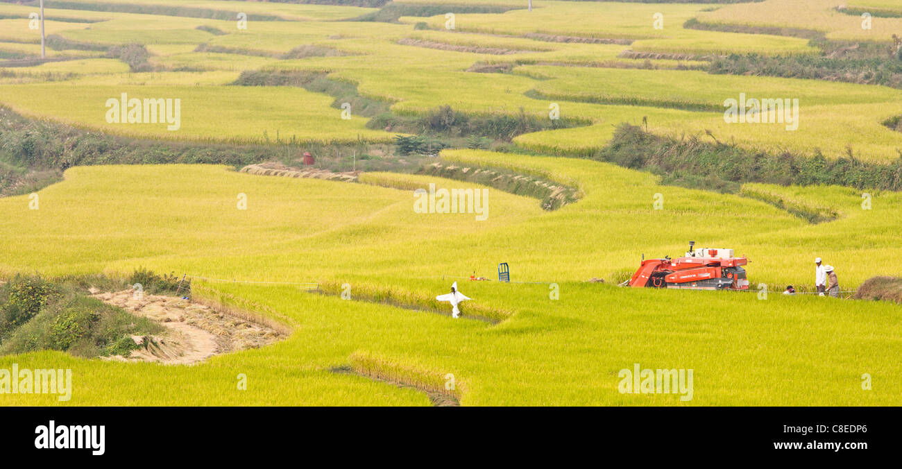 Korea rice hi-res stock photography and images - Alamy