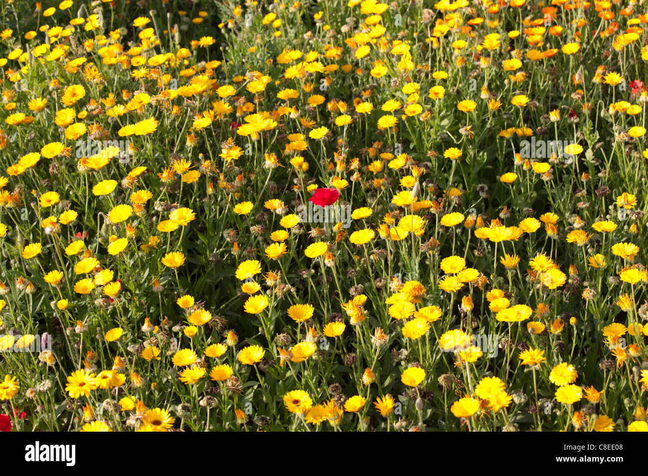Marigolds and poppy flowers, Varanasi, Northern India Stock Photo - Alamy