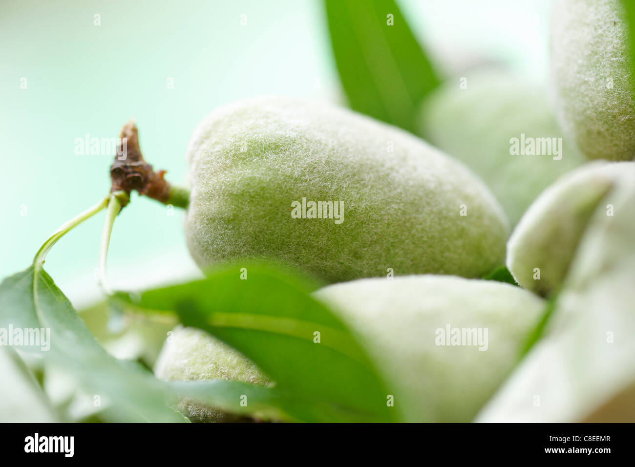 Almonds with shells hi-res stock photography and images - Alamy